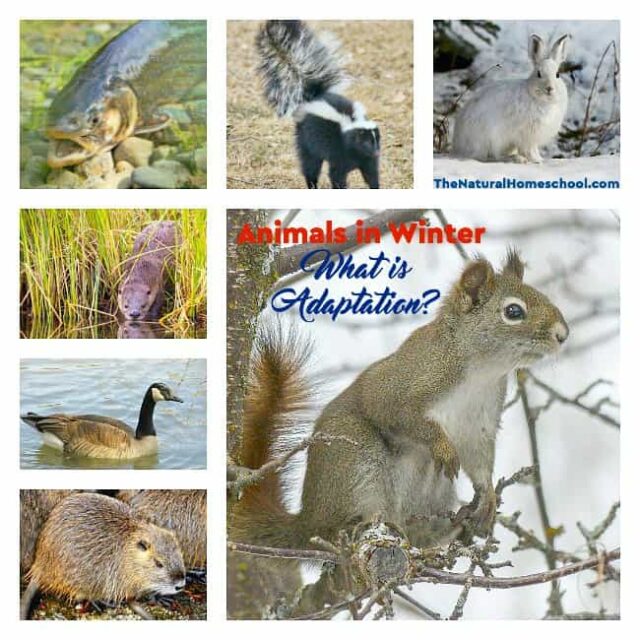 Snow Childrens Books (Winter Unit Study) - Mommy Evolution