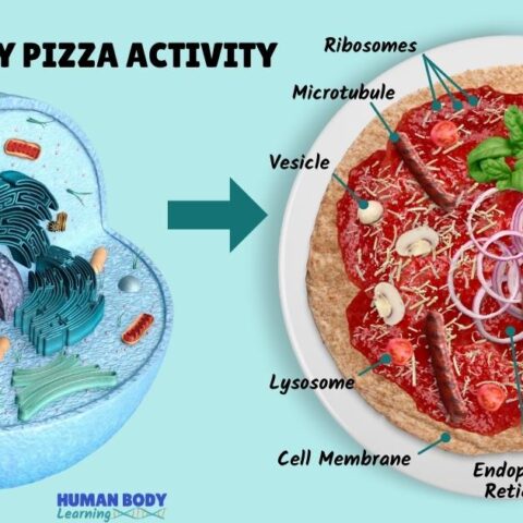 Human Body Activities for Kids - Mommy Evolution