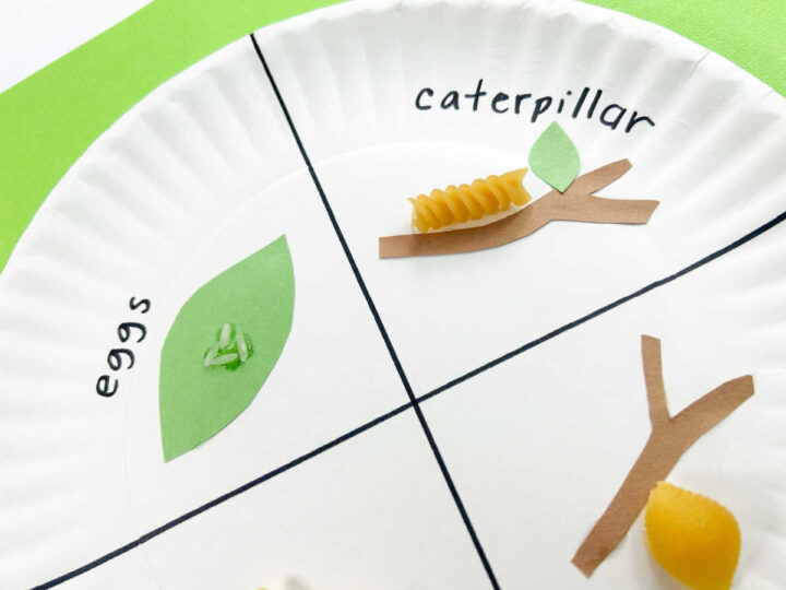 Life Cycle of a Butterfly Paper Plate Craft - Mommy Evolution